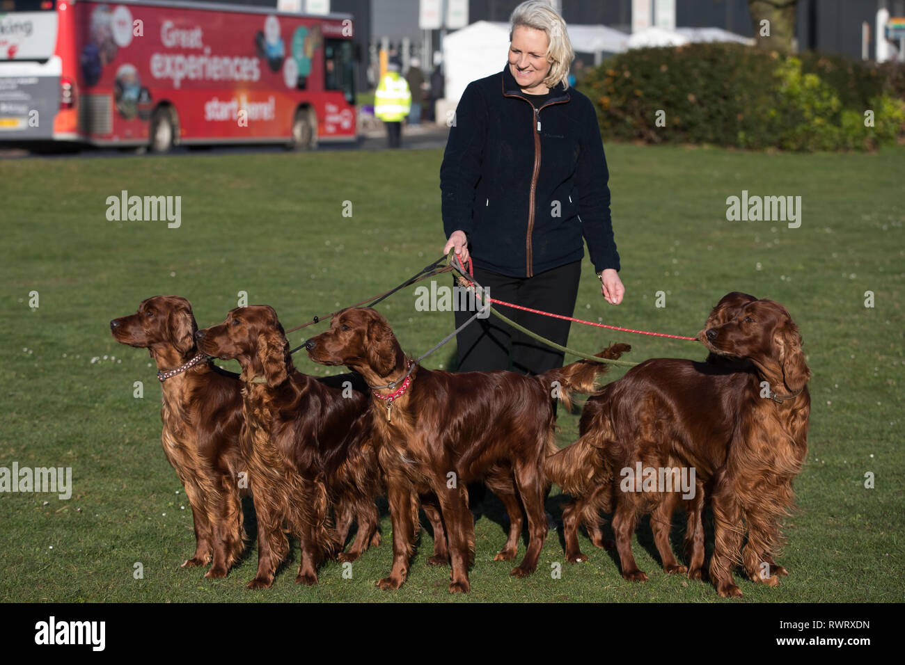 A lady stands for a picture with five Irish Red Setters at the ...