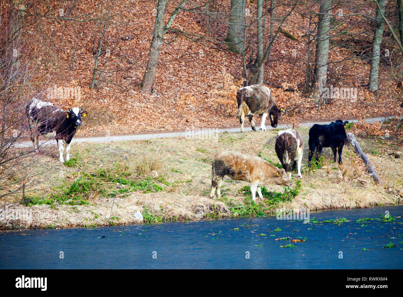 Rural scene. Herd of dairy cows farm animals on the river bank or lake ...