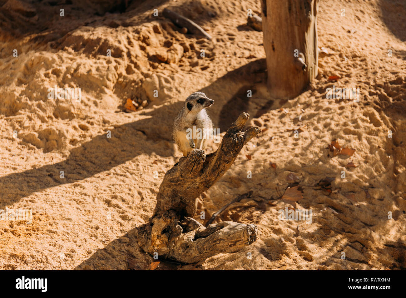 funny suricate in zoological park, barcelona, spain Stock Photo - Alamy