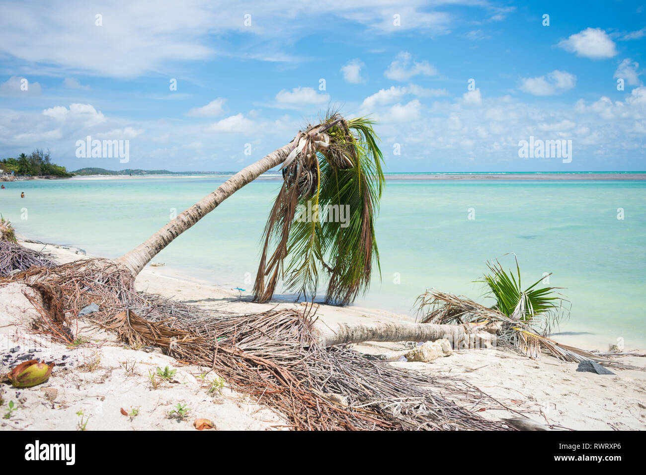 Fallen coconut trees at the beautiful Praia do Sossego (Sossego beach ...