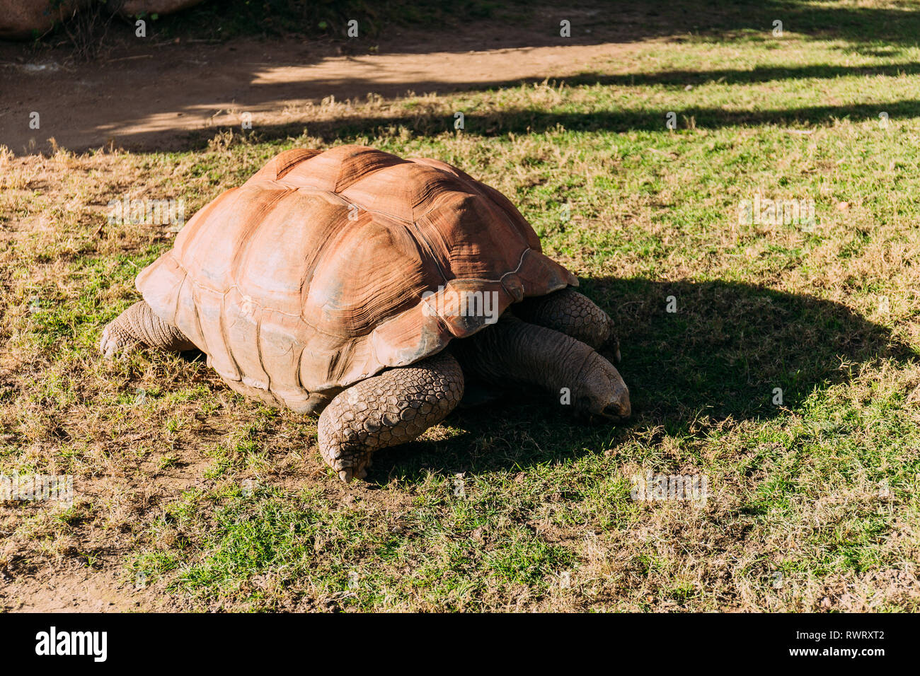 Giant turtle eating grass hi-res stock photography and images - Alamy