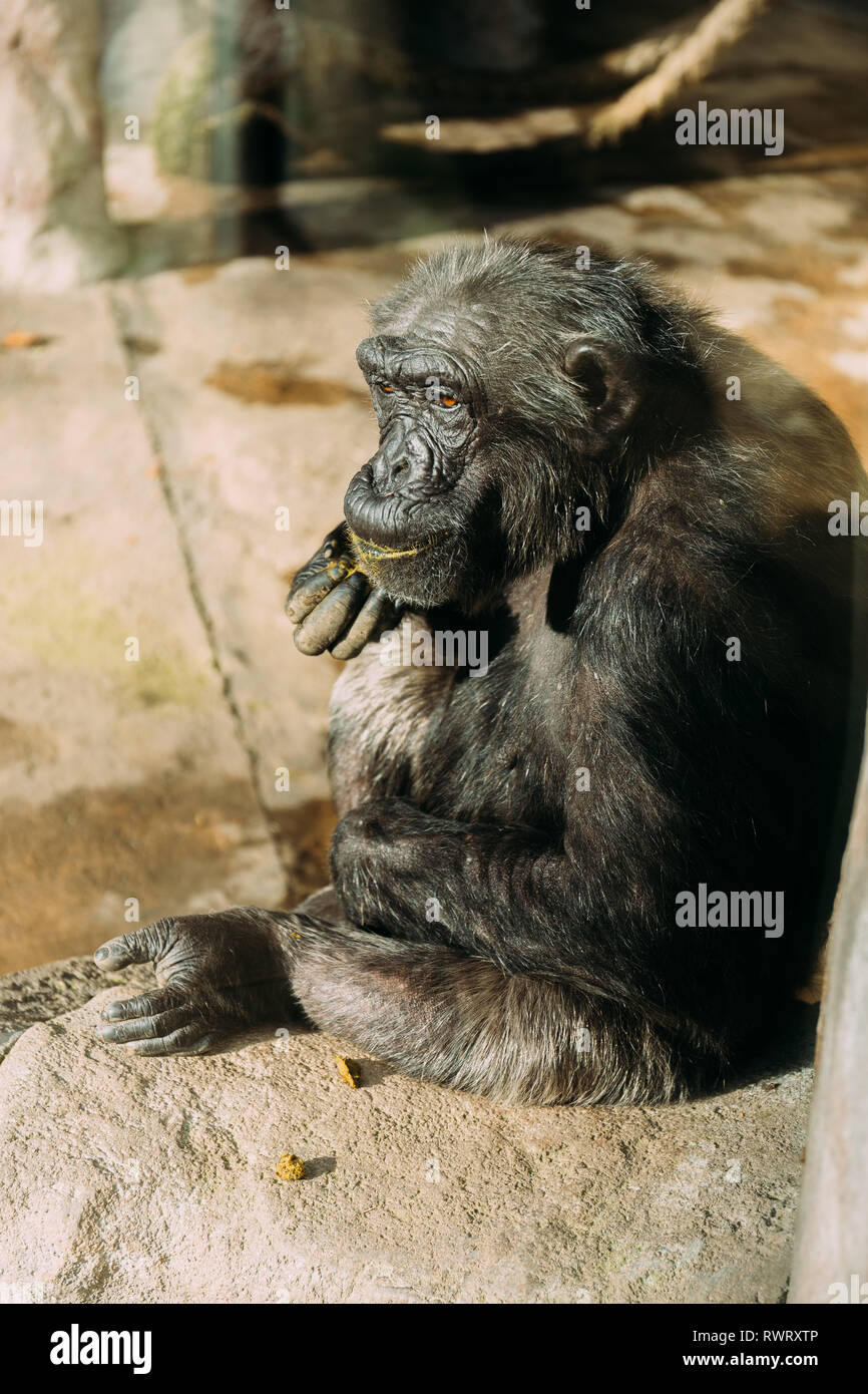 Funny chimp hi-res stock photography and images - Alamy
