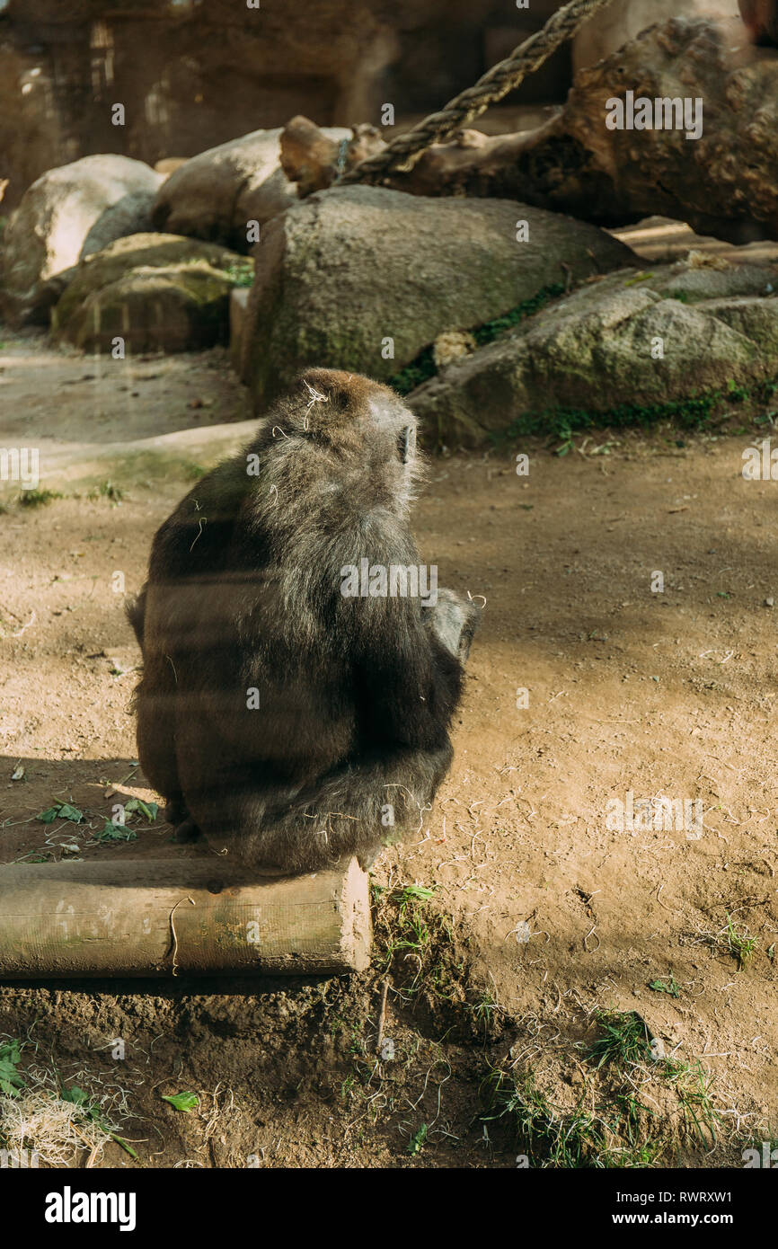 back view of chimp sitting on tree trunk in zoo, barcelona, spain Stock ...