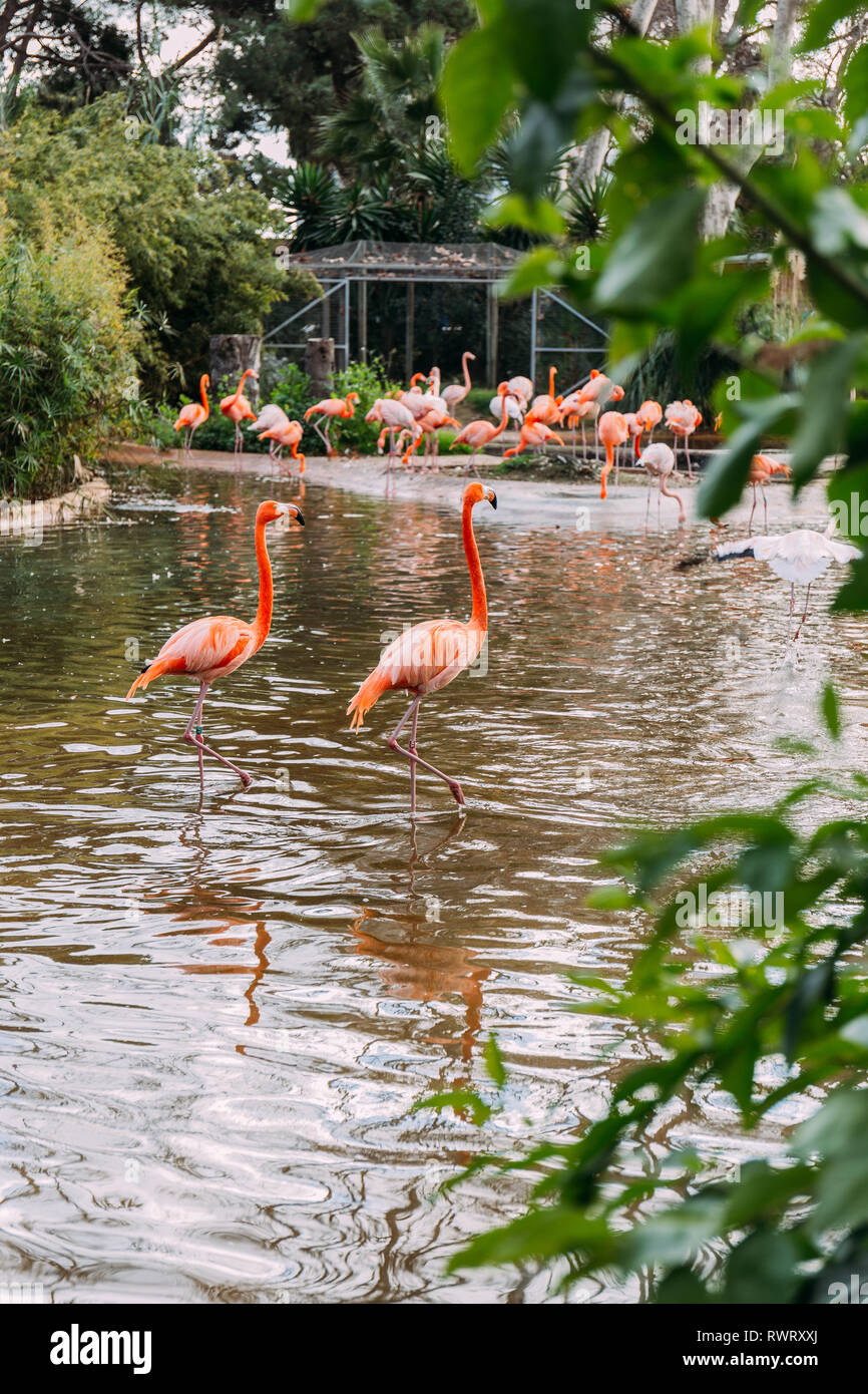 Group flamingos in zoo barcelona hi-res stock photography and images ...