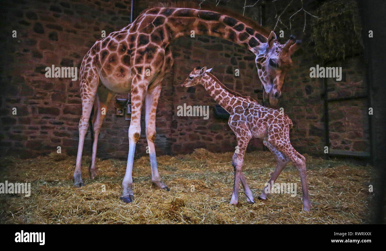 A baby rothschild giraffe born at Chester Zoo on Tuesday 5th March ...