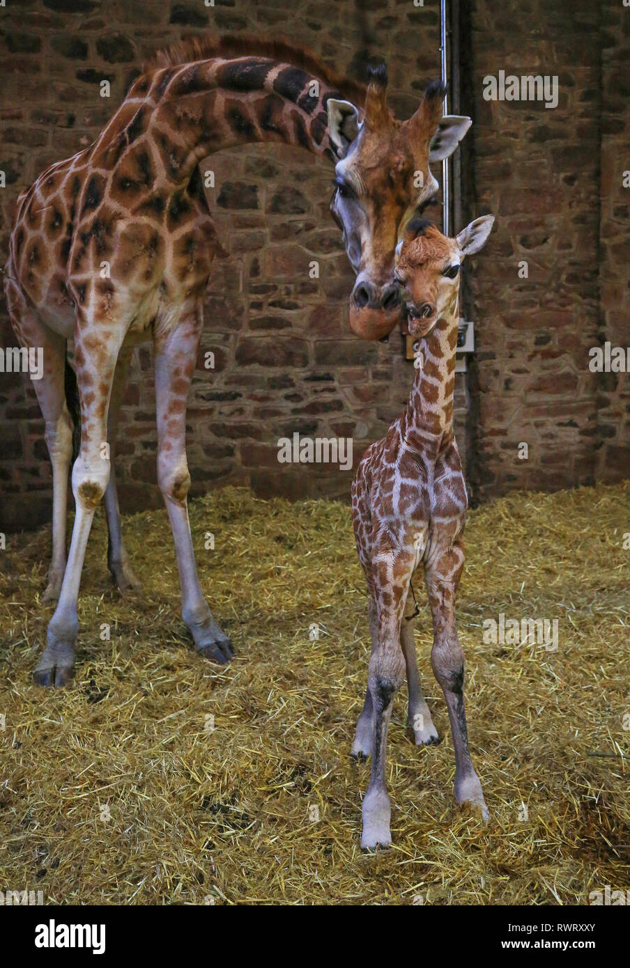 A baby rothschild giraffe born at Chester Zoo on Tuesday 5th March ...