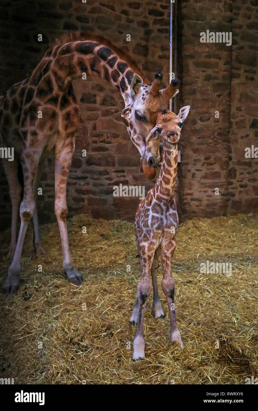 A baby rothschild giraffe born at Chester Zoo on Tuesday 5th March ...