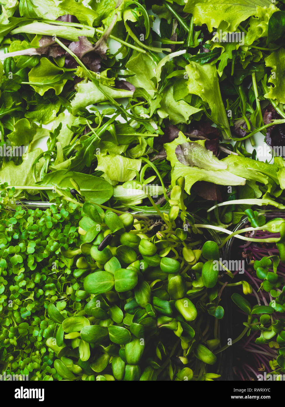 close up green greenery background, lettuce, spinach, microsprouts ...