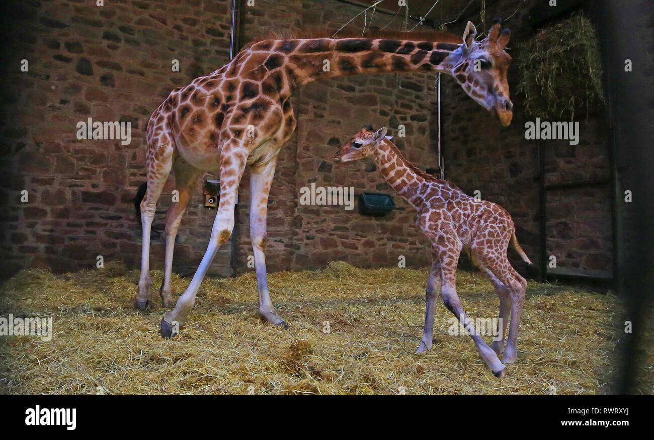 A baby rothschild giraffe born at Chester Zoo on Tuesday 5th March ...