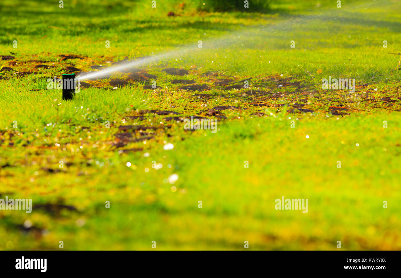 Gardening. Lawn sprinkler spraying water over green grass. Irrigation ...