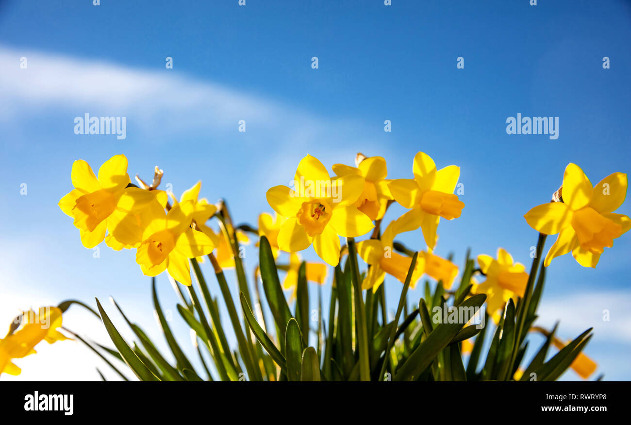 Light blue sky with flowers hi-res stock photography and images - Alamy