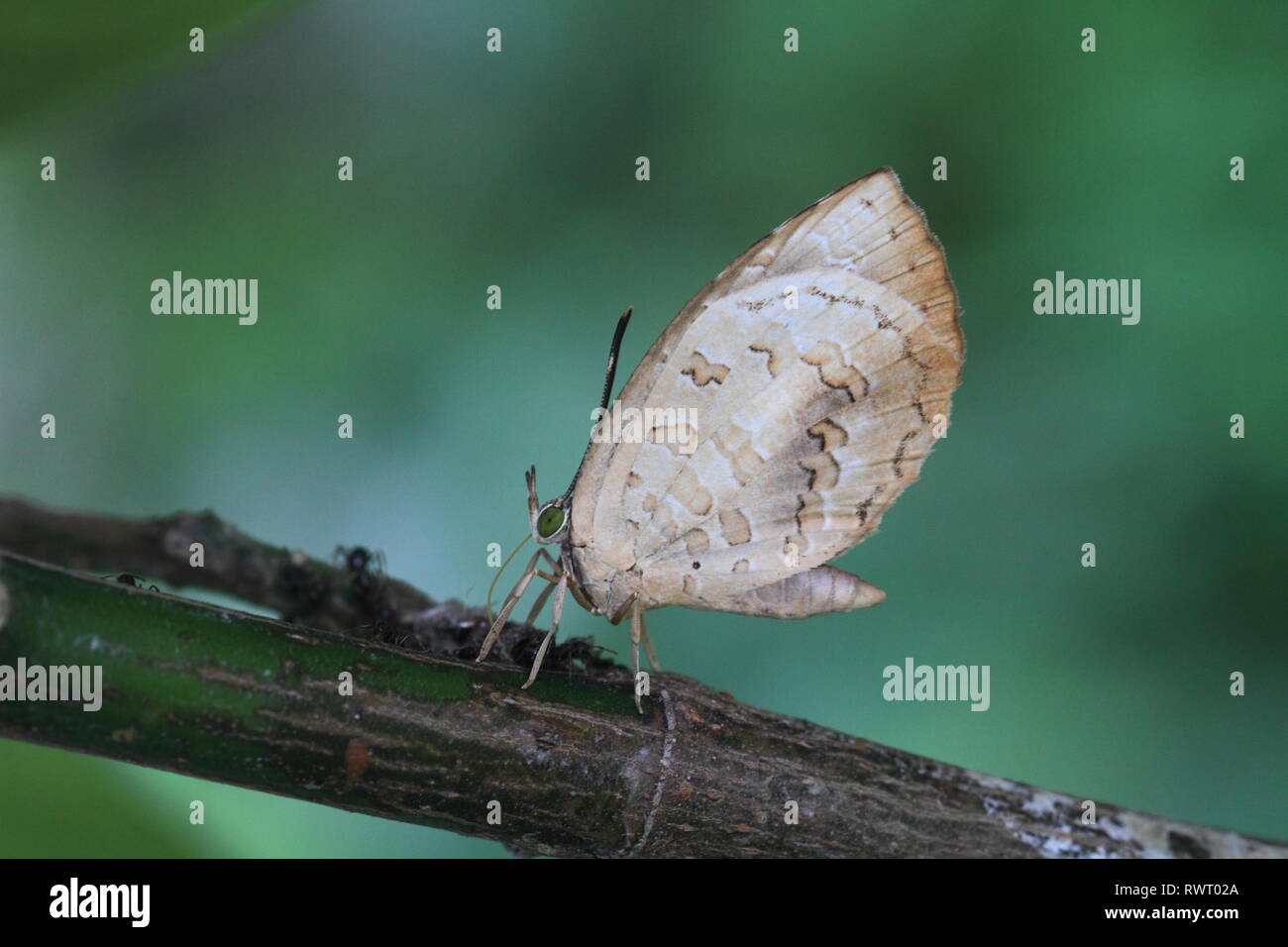 Macro butterfly hi-res stock photography and images - Alamy