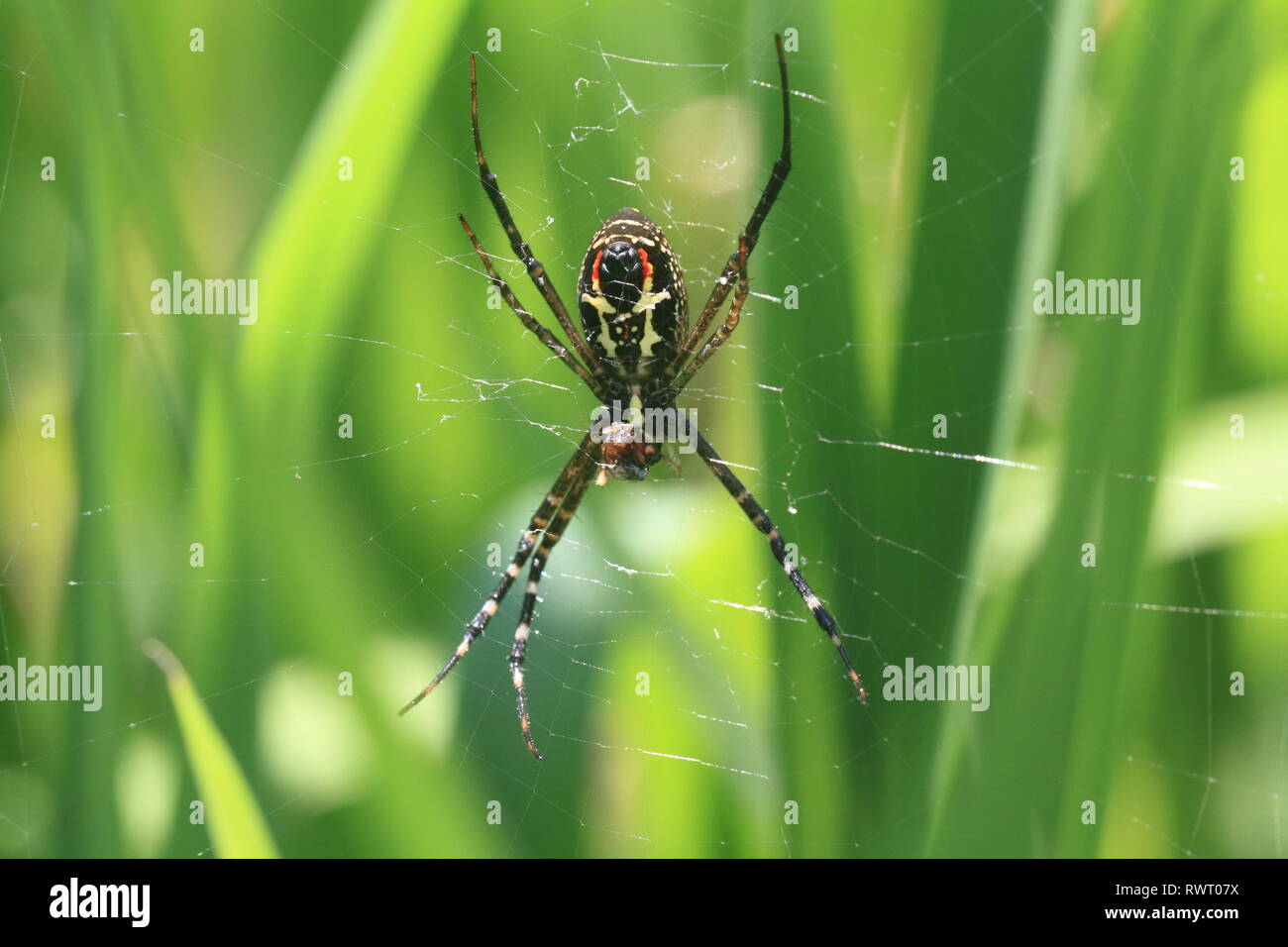 Paddy field insect hi-res stock photography and images - Alamy