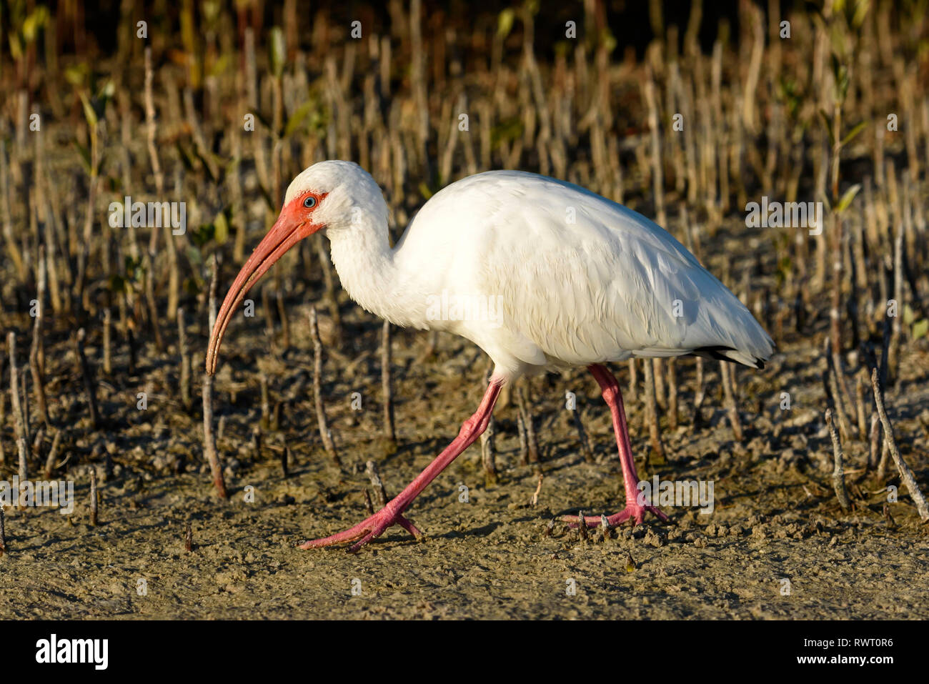 American white ibis (Eudocimus albus) near Tigertail Beach, Marco ...