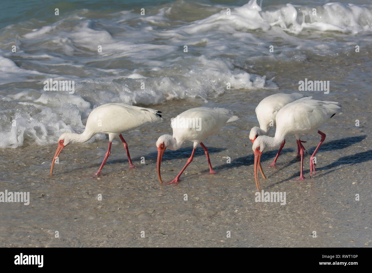 White ibises hi-res stock photography and images - Alamy