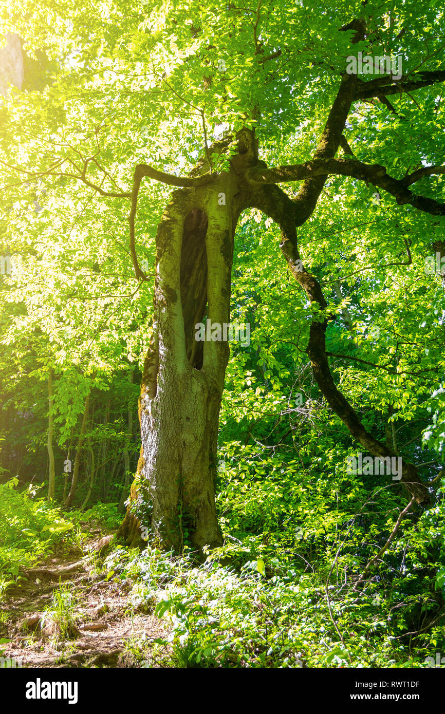 Freaky grass hi-res stock photography and images - Alamy