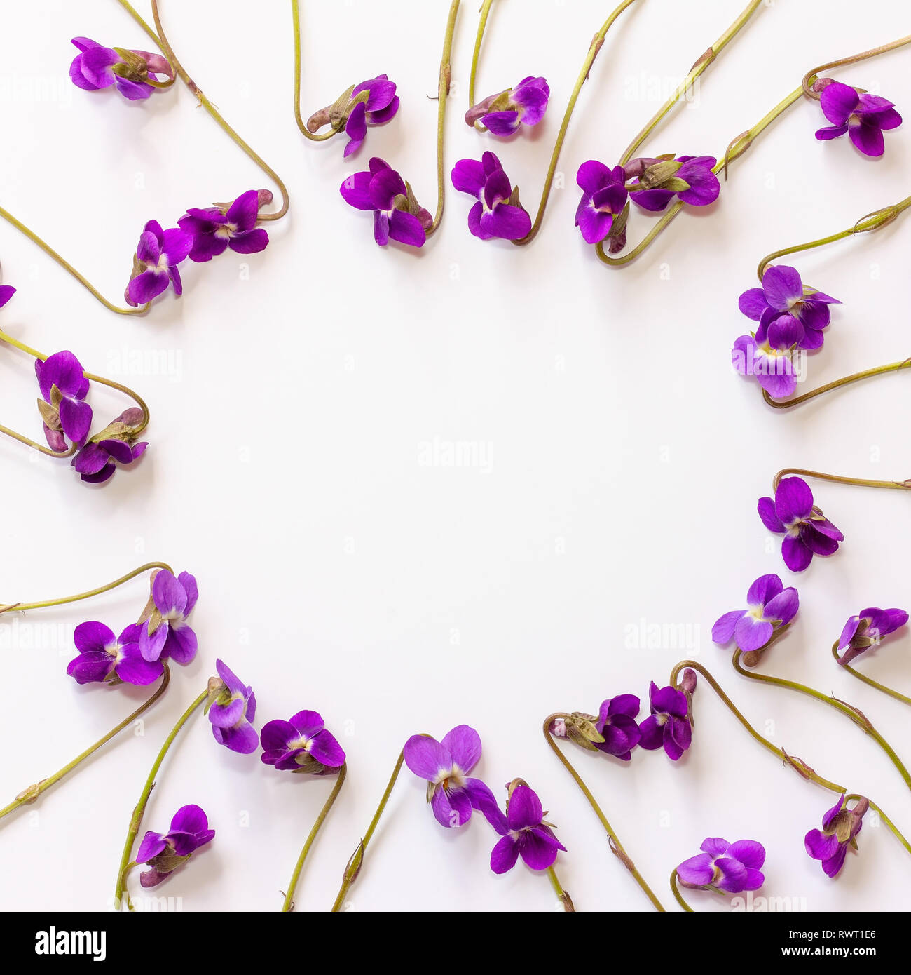 mock up background with violet flowers on white background with copy ...
