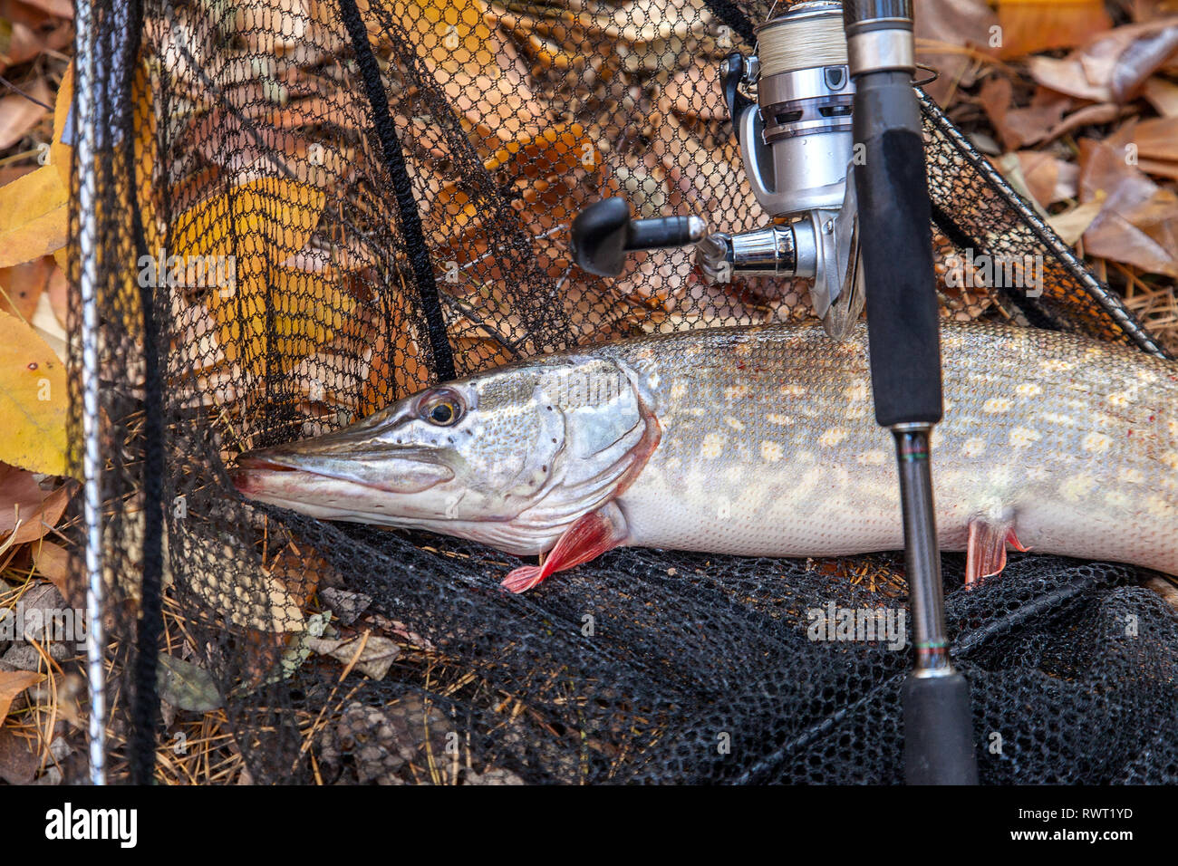 Fish trophy fish hi-res stock photography and images - Alamy