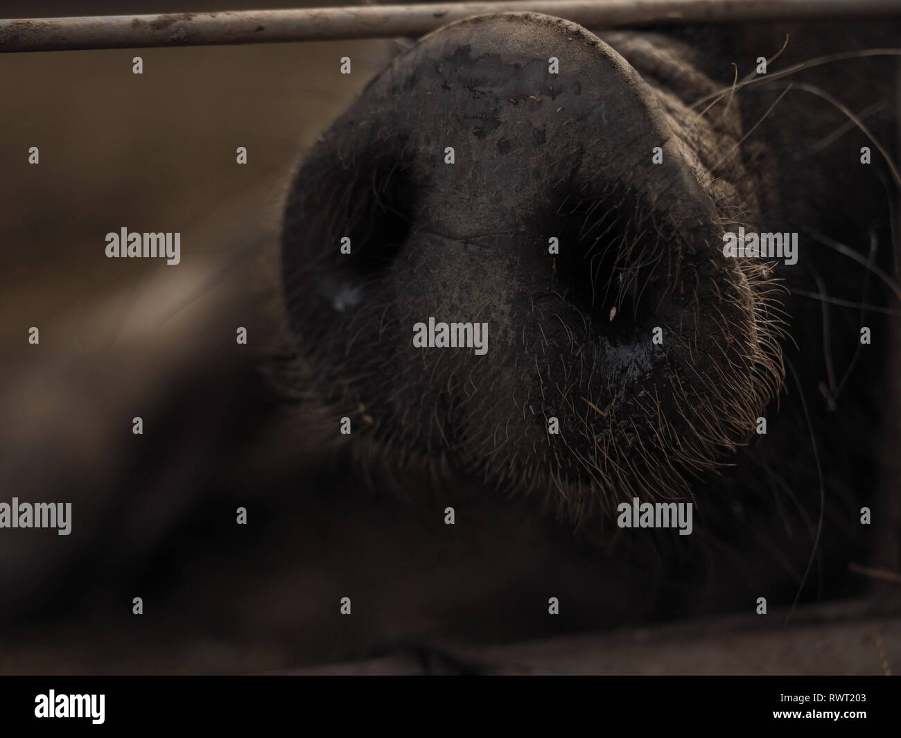 Pig Pen High Resolution Stock Photography and Images - Alamy