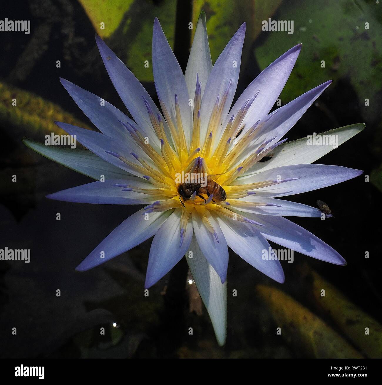 Honey bee feeding on lotus flower. A purple lotus flower provides a ...