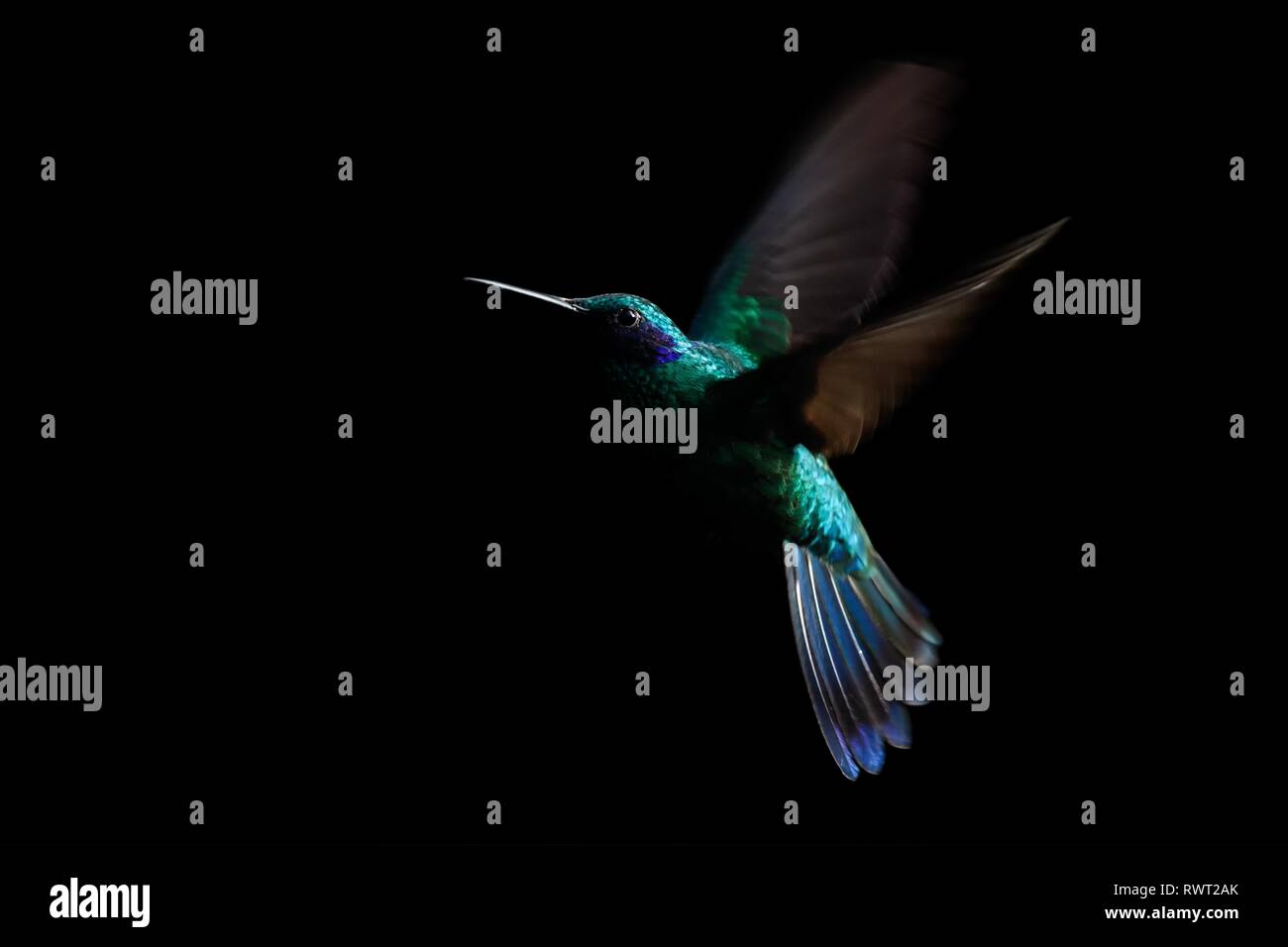 Hummingbird, sparkling violetear (Colibri coruscans) in flight. Low-key ...