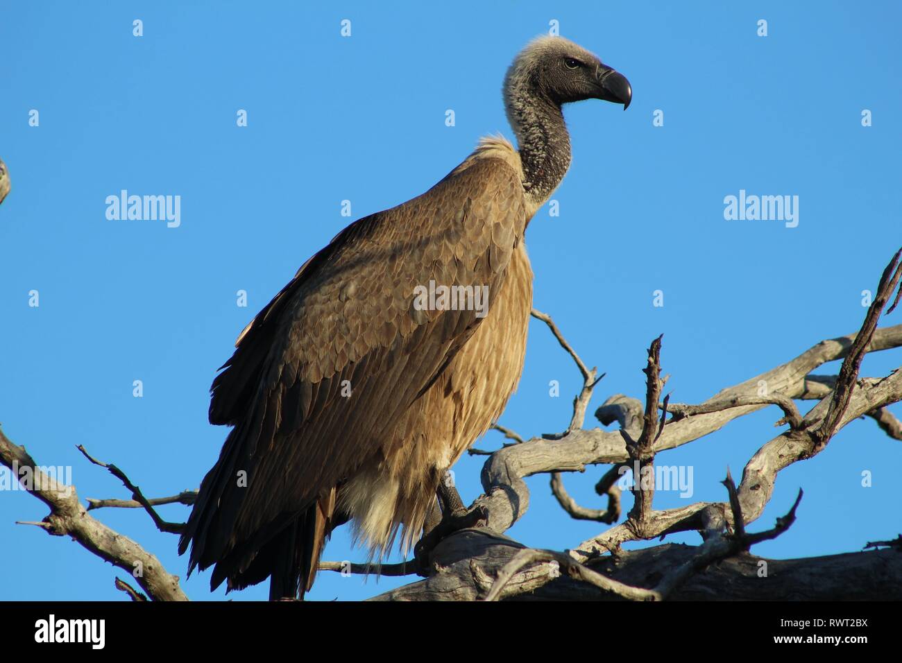 Cape Griffon Vulture Sitting In Tree Stock Photo - Alamy