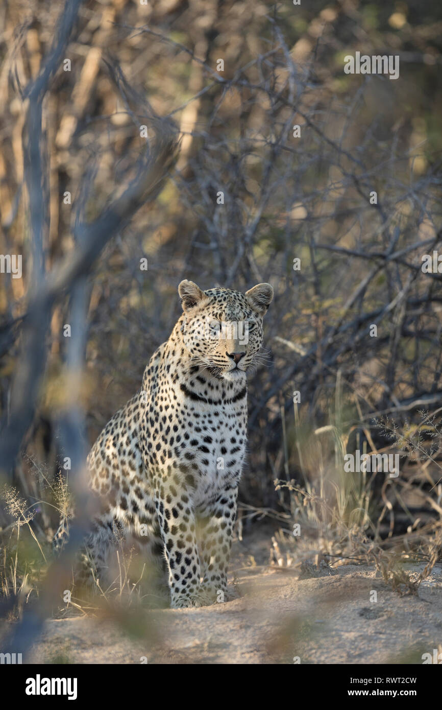 A Leopard in the golden morning light Stock Photo - Alamy