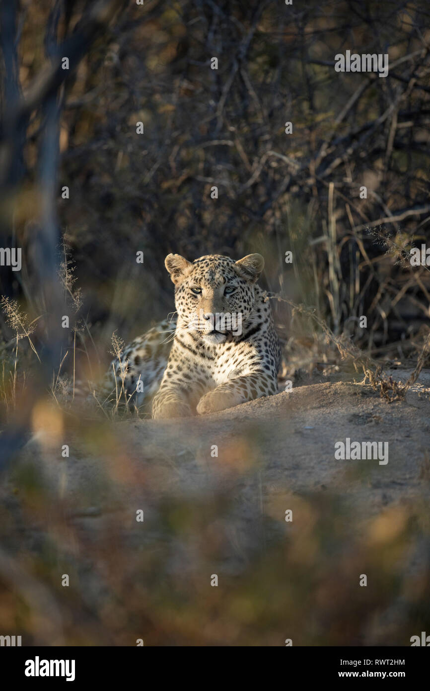 A Leopard in the golden morning light Stock Photo - Alamy