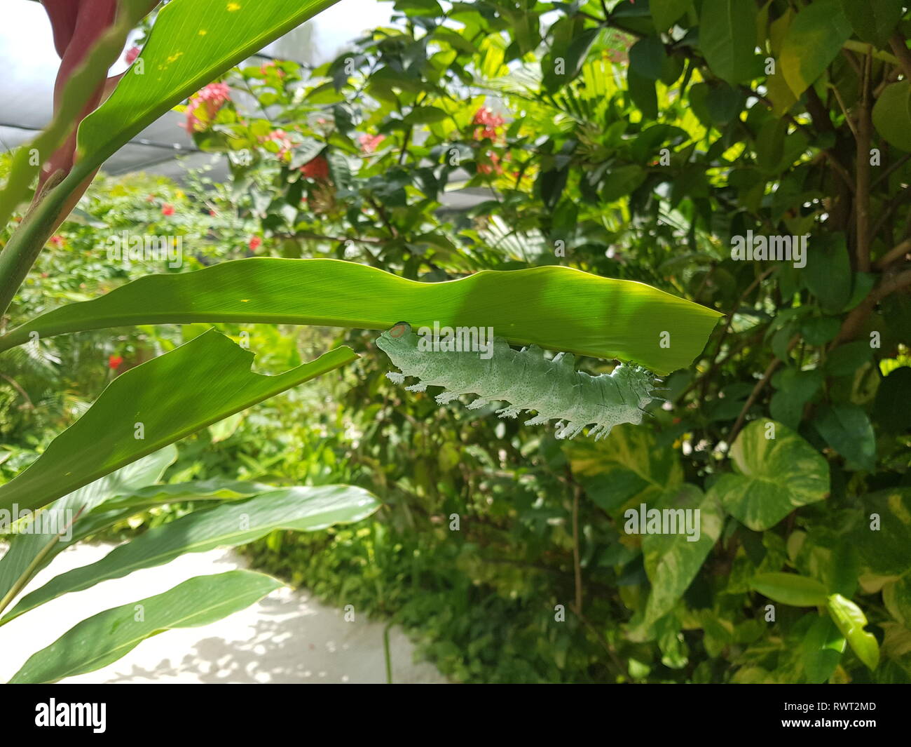 Big fat green caterpillar on Aruba island Stock Photo - Alamy