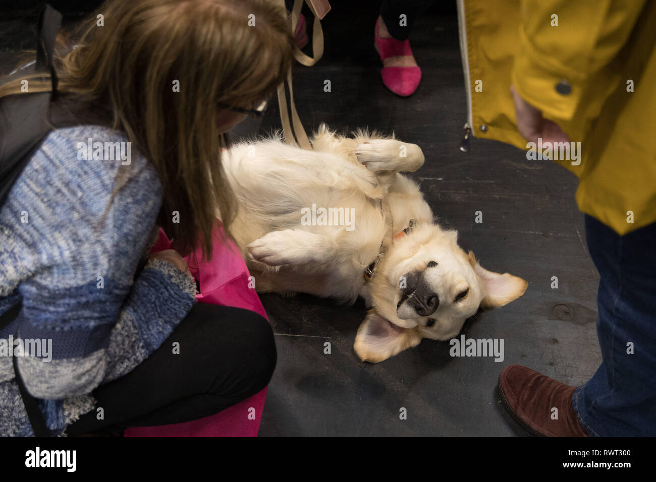 A labrador rests at the Birmingham National Exhibition Centre (NEC) on ...