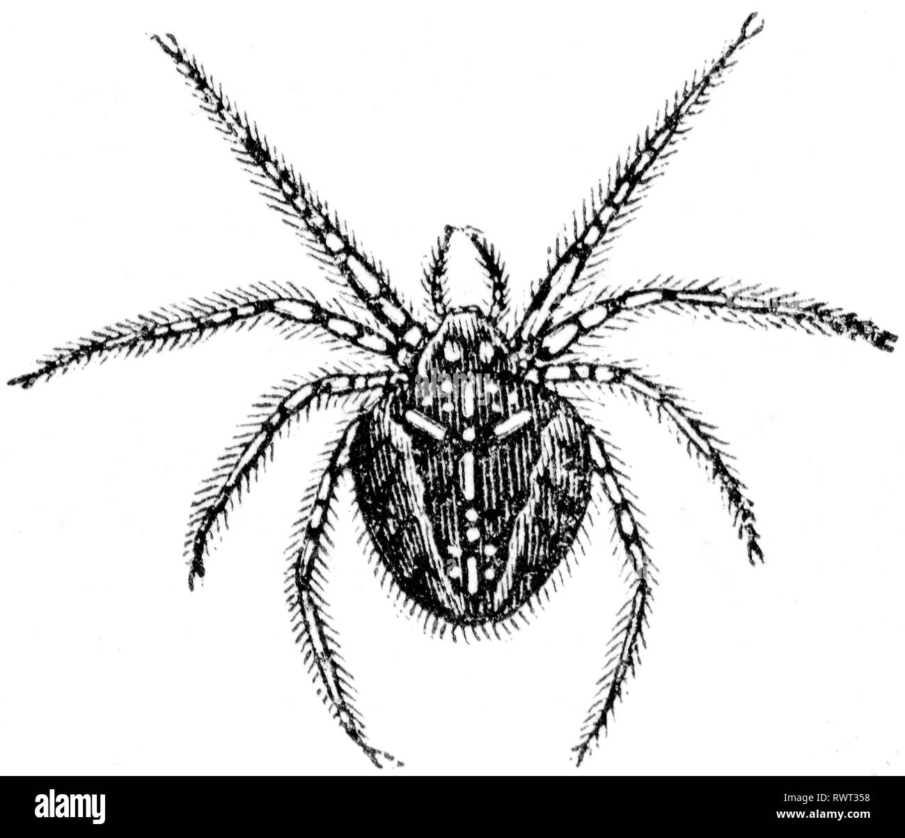 Spider illustration 19th century hi-res stock photography and images ...