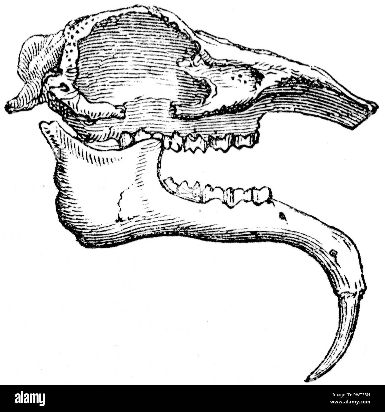 Skull of dinotherium giganteum hi-res stock photography and images - Alamy