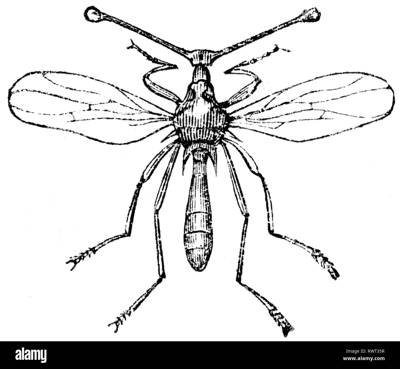 Cyclorrhapha Black and White Stock Photos & Images - Alamy