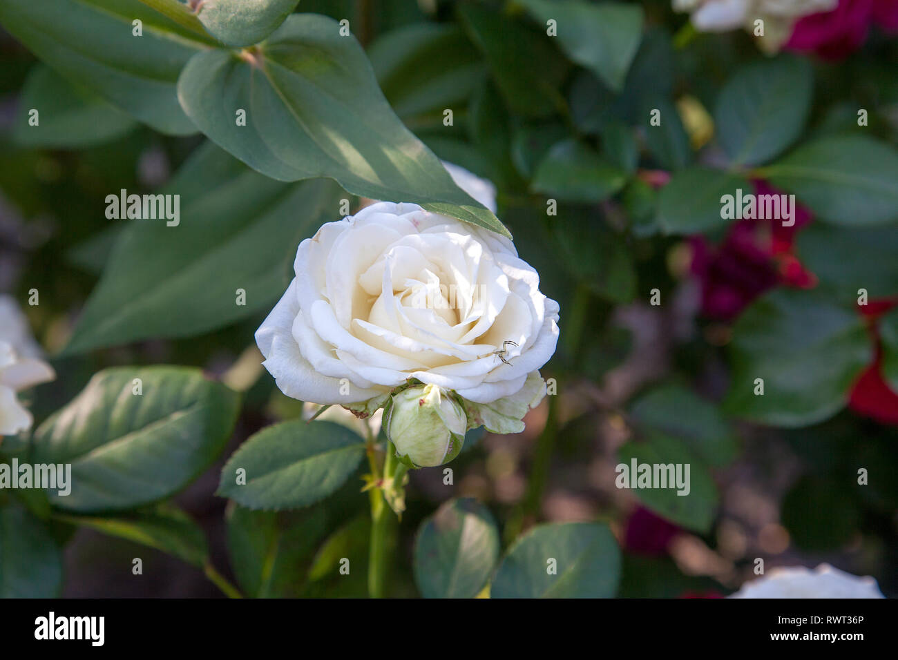 A bright white blossoming roses in the garden. Beautiful white rose ...