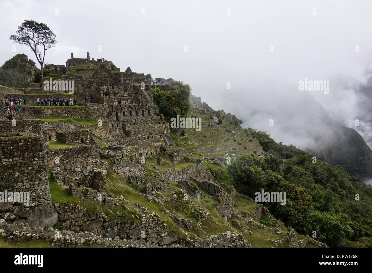 Single tree on the ruins of Machu Picchu, Peru Stock Photo - Alamy