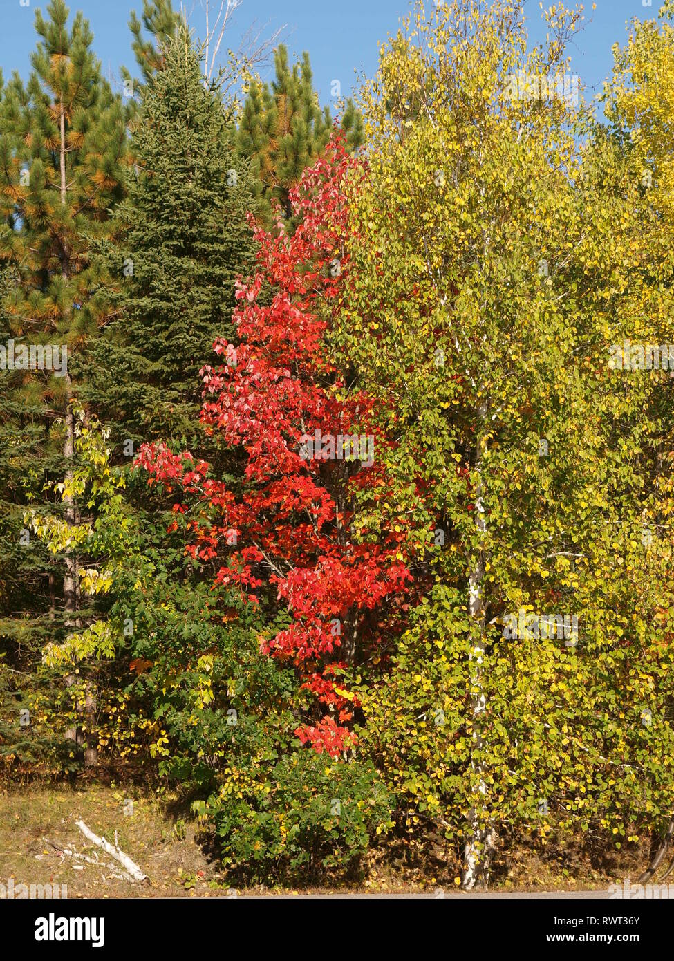 Beautiful fall colors trees hi-res stock photography and images - Alamy