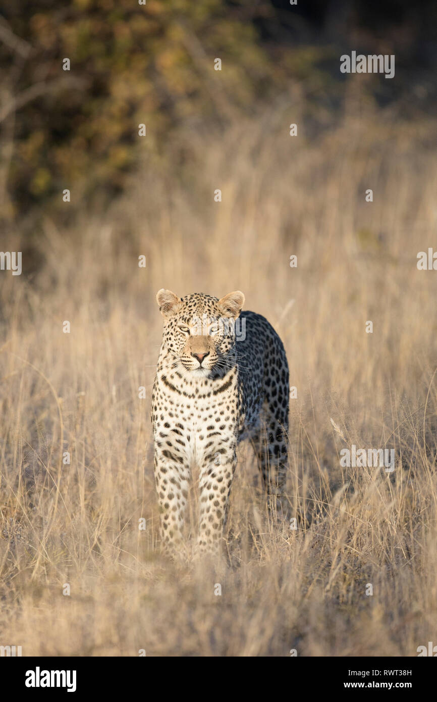 Maasai mara safari sighting hi-res stock photography and images - Alamy