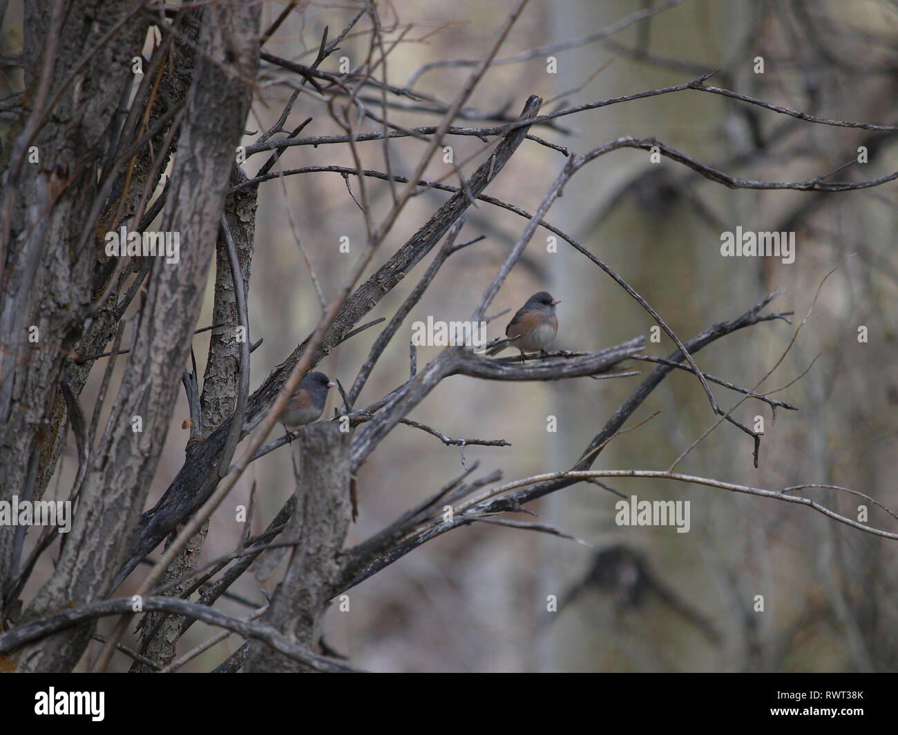 Two beautiful chickadees hi-res stock photography and images - Alamy