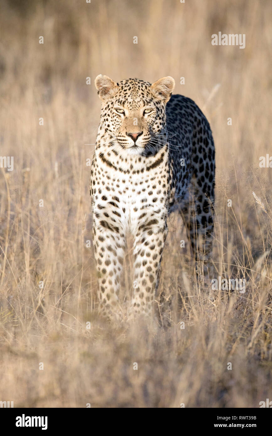 Leopard in morning light hi-res stock photography and images - Alamy