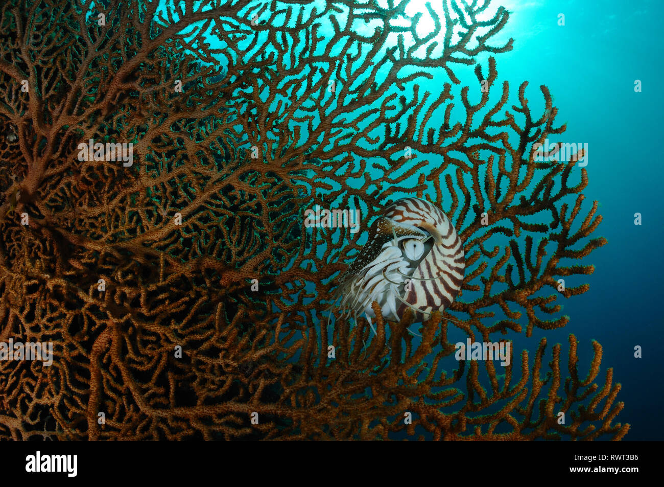 Venomous shell hi-res stock photography and images - Alamy