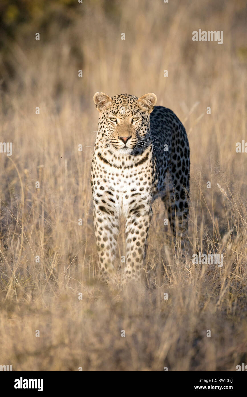 Maasai mara safari sighting hi-res stock photography and images - Alamy