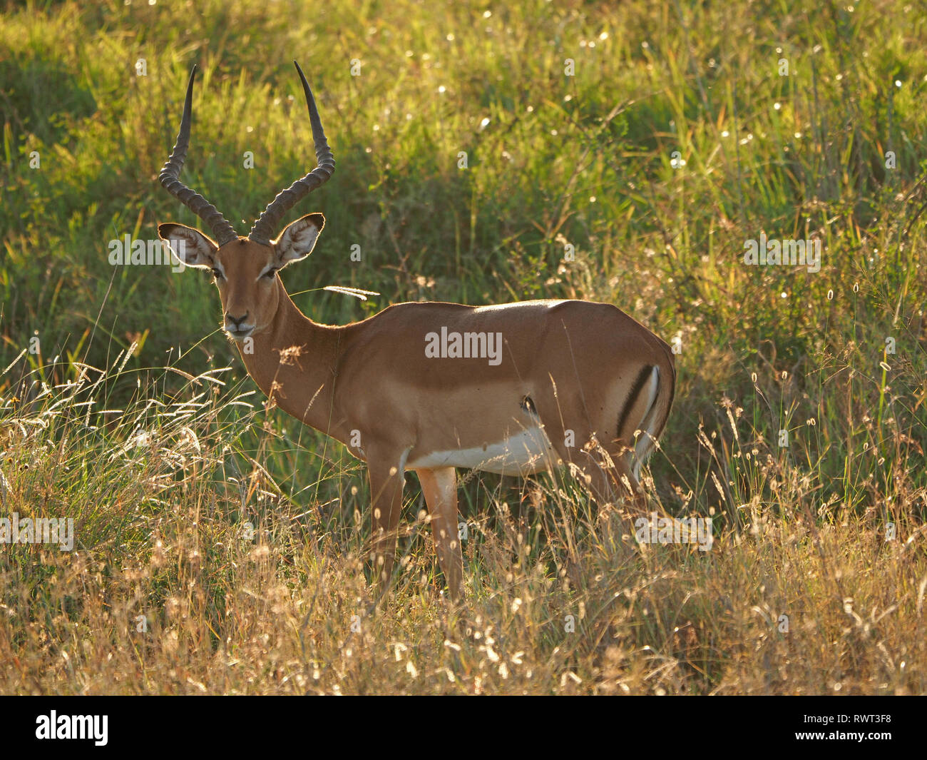 backlit mature male impala (Aepyceros melampus) with impressive horns ...