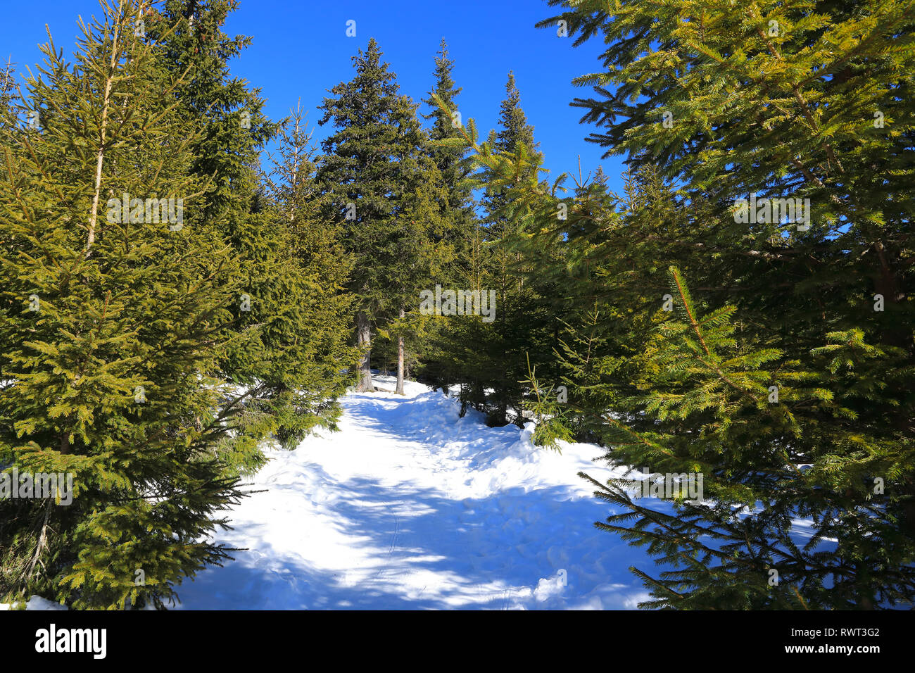 Snow in the forests in the mountain resort of Paltinis, near Sibiu, in ...