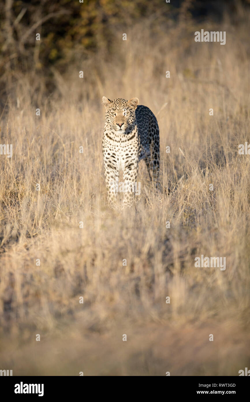 Maasai mara safari sighting hi-res stock photography and images - Alamy