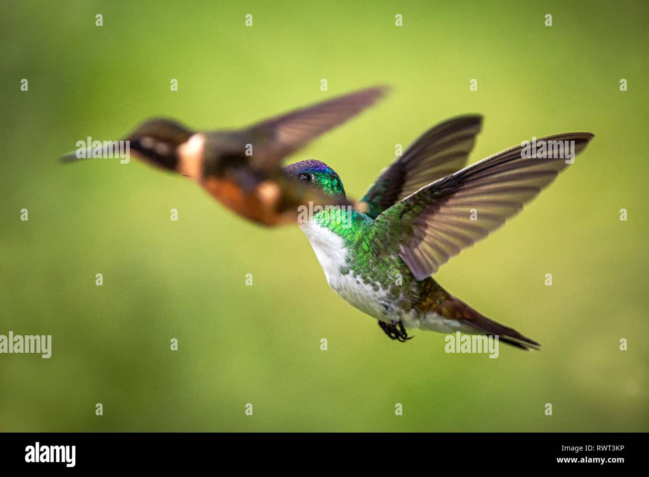 Feeding Hummingbirds High Resolution Stock Photography and Images - Alamy