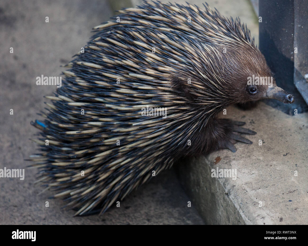Wild short-beaked echidna ,Tachyglossus aculeatus, walking in the zoo ...