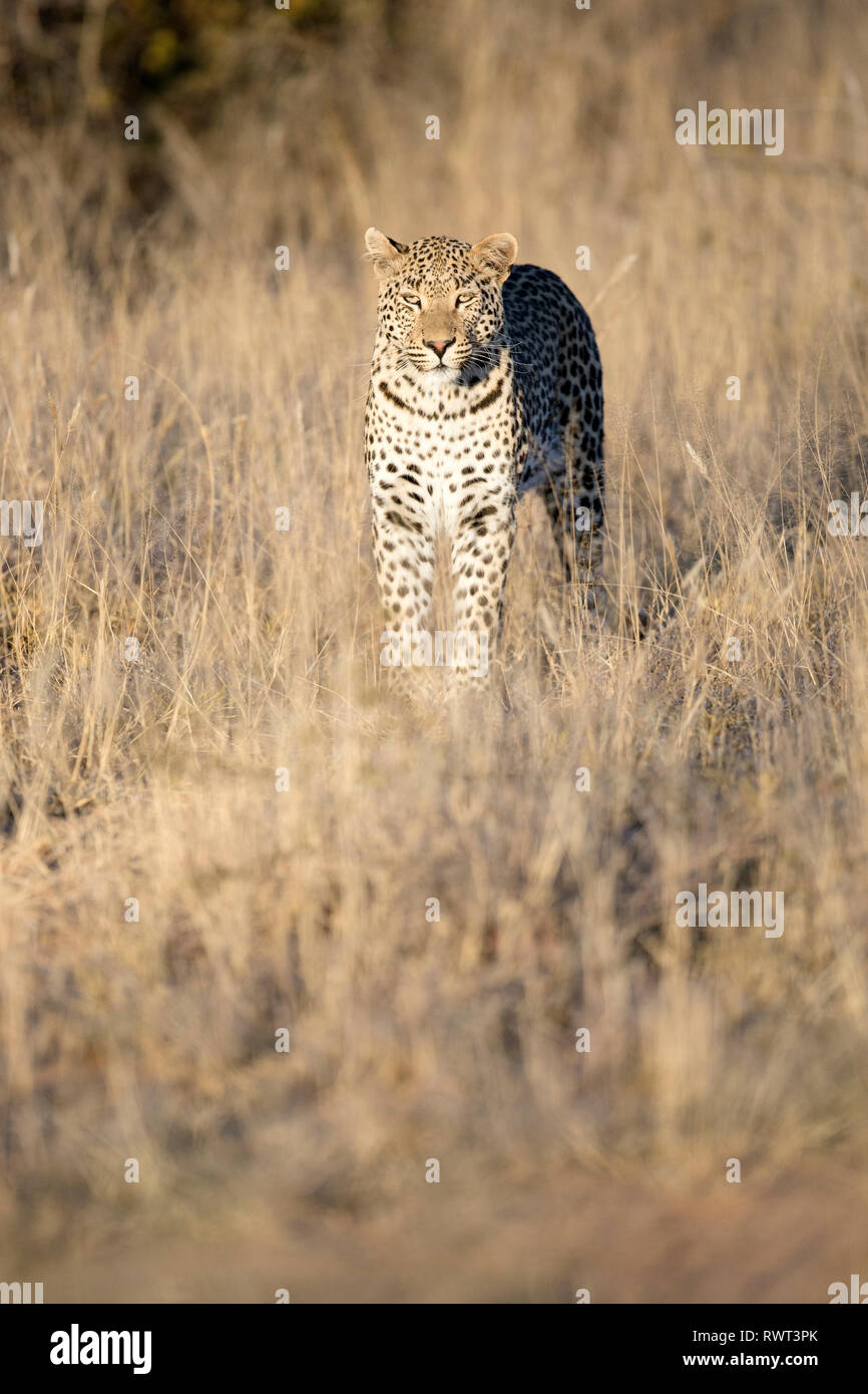 Leopard in morning light hi-res stock photography and images - Alamy