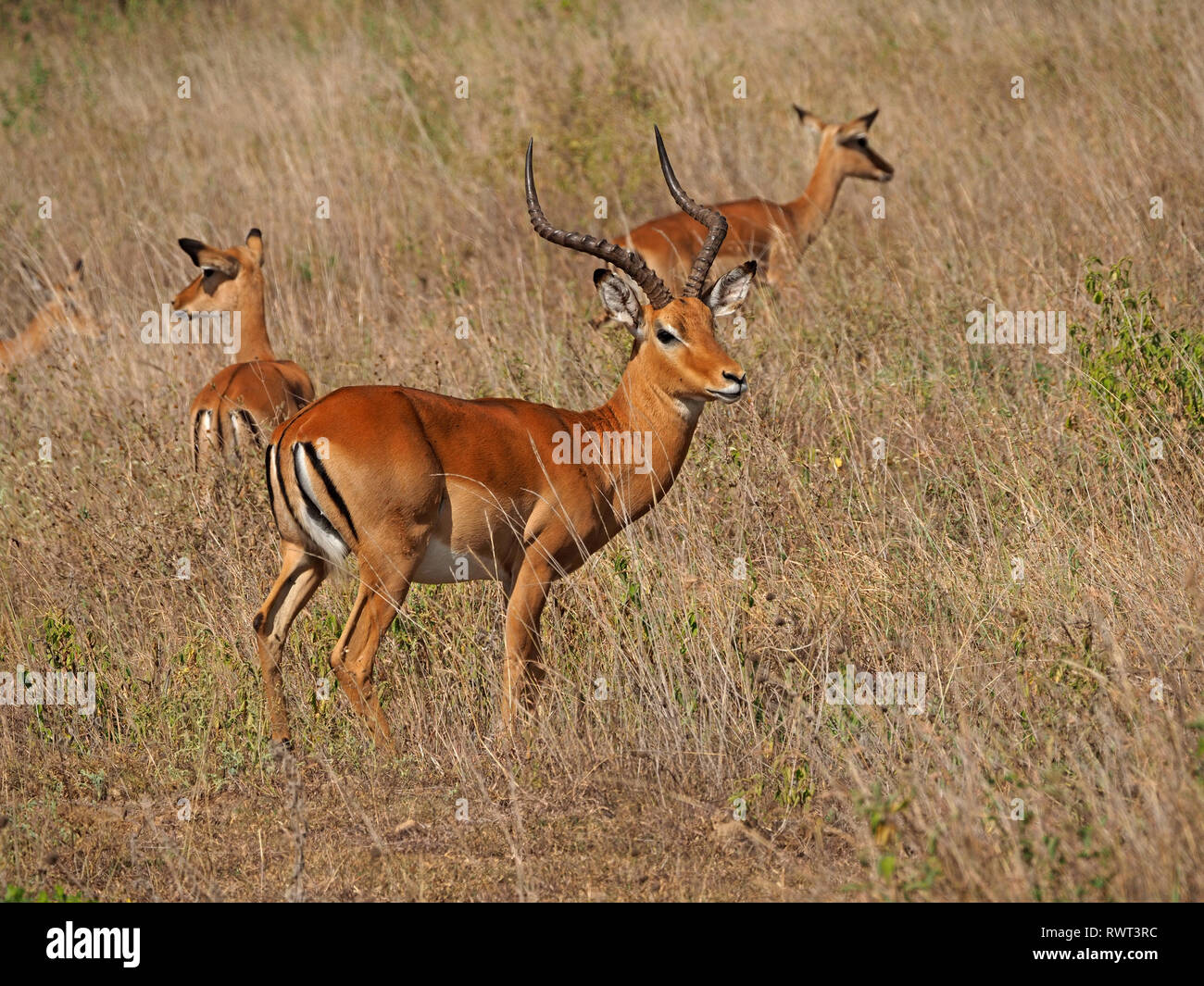 mature male impala (Aepyceros melampus) guards his harem of females in ...