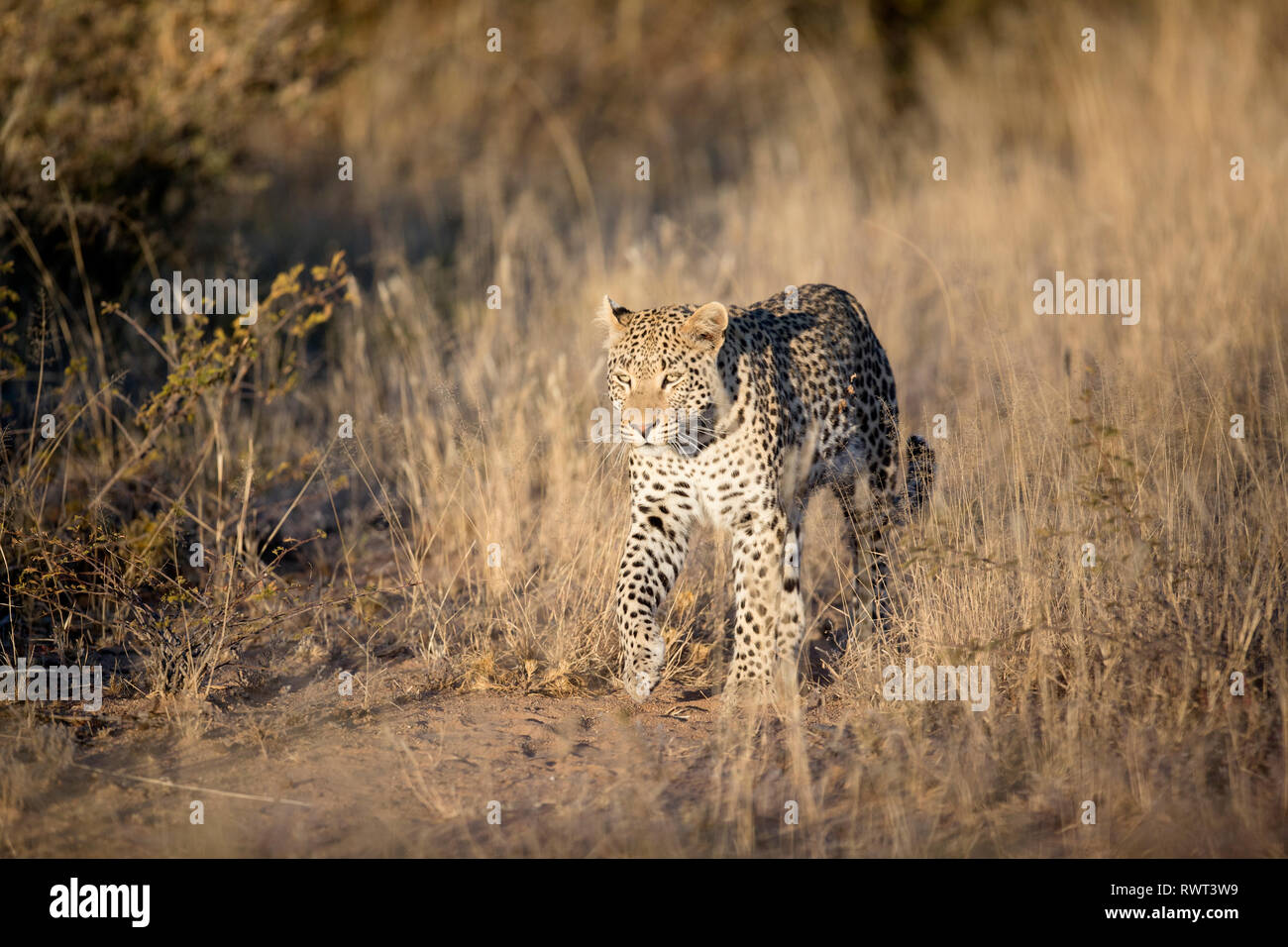 A Leopard in the golden morning light Stock Photo - Alamy