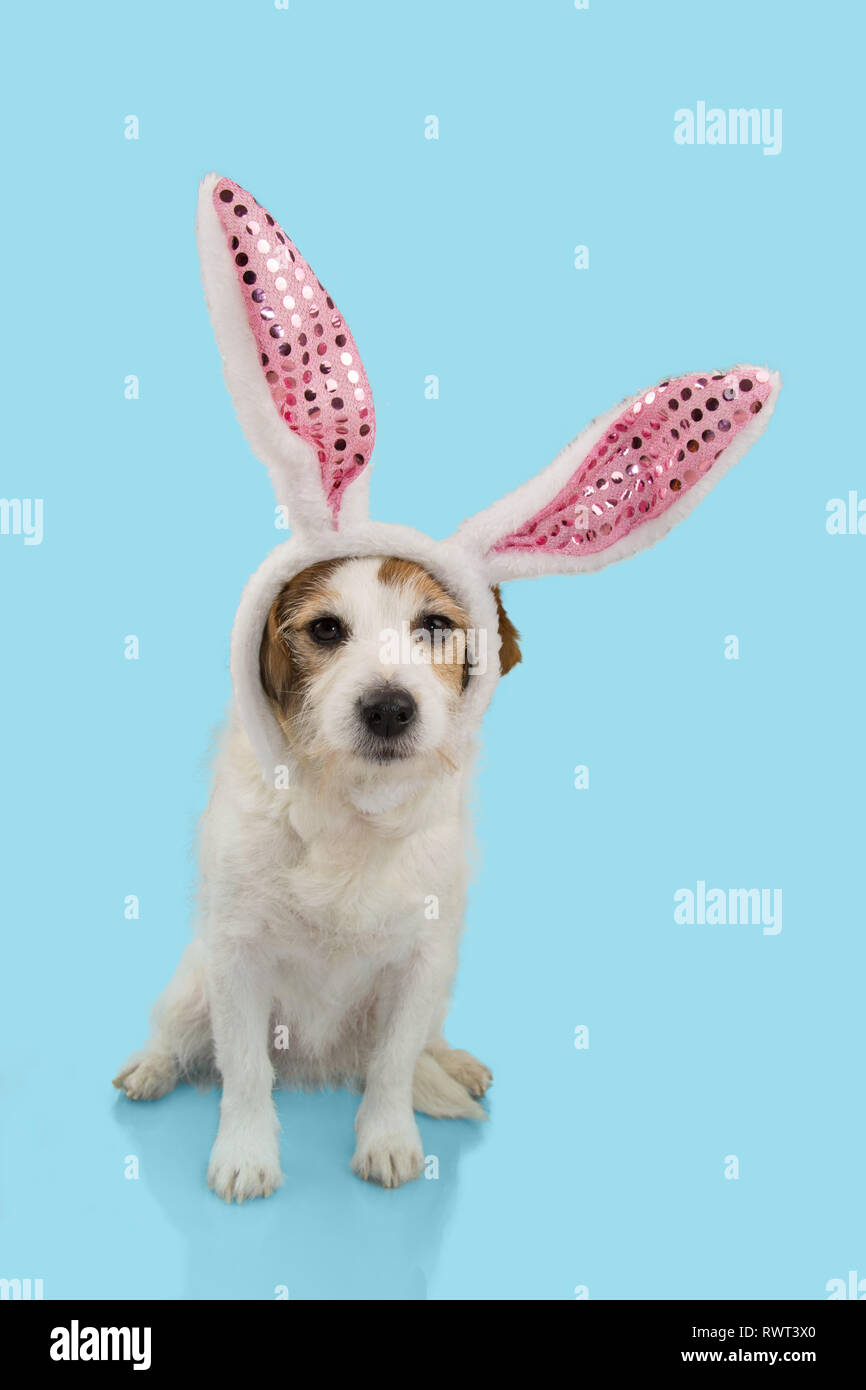 HAPPY EASTER DOG, JACK RUSSELL PUPPY DRESSED AS A BUNNY OR RABBIT ...